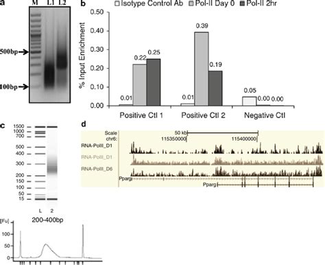 Important Quality Control Steps For Chip Seq A Agarose Gel 1 Download Scientific Diagram