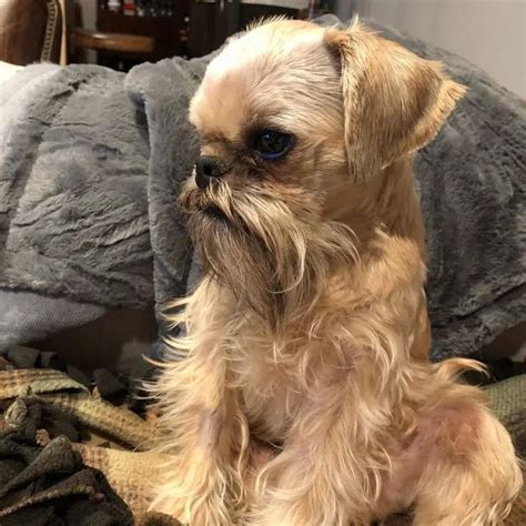 Pin On Brussels Griffons