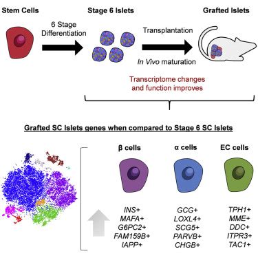 Single Cell Transcriptome Profiling Reveals β Cell Maturation in Stem Cell Derived Islets after
