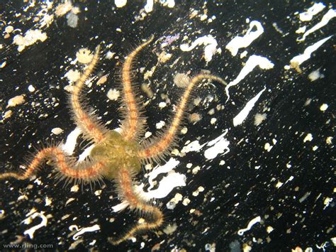 Brittle Star A Brittle Star Possibly Ophiocentrus Sp On Flickr