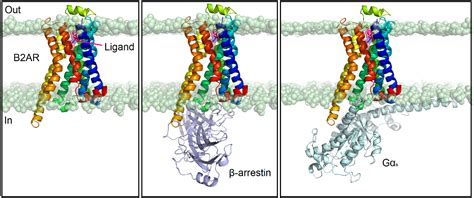 Monteleone Stefania Computational Analysis Of Gpcr Biased Signaling Hkhlr Hpc Hessen