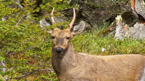 Huemul Guia De Fauna Rutachile