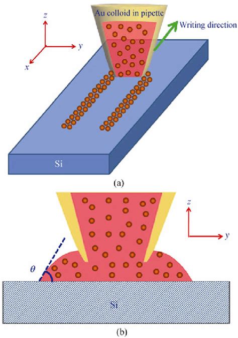 A Schematic Illustration Of The Assembly Of Gold Nanoparticles On A Download Scientific