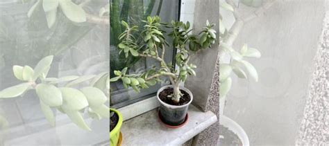 Толстянка (денежное дерево) купить в Краснодаре | Товары для дома и ...