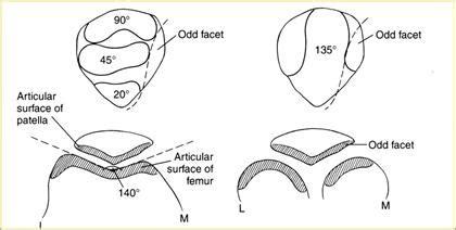 Articular Facet Of Patella