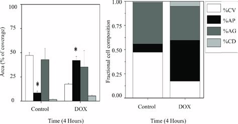 doxorubicin effect on cells after four hours left the apoptosis