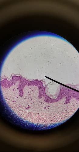 Identifying Tissues Aandp Lab Exam 1 Flashcards Quizlet