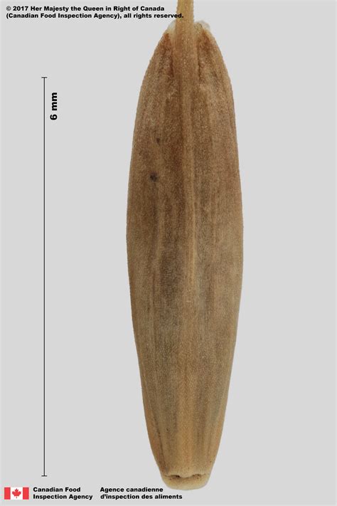 Bromus Secalinus L Idseed