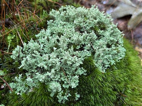 Are These Pixie Cup Lichen R Lichen
