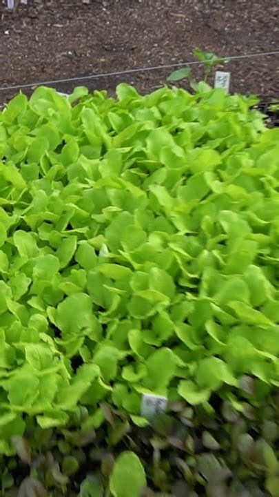 We Expanded Our Market Gardens Utilizing The Rows In Our Syntropic Agroforestry System Youtube