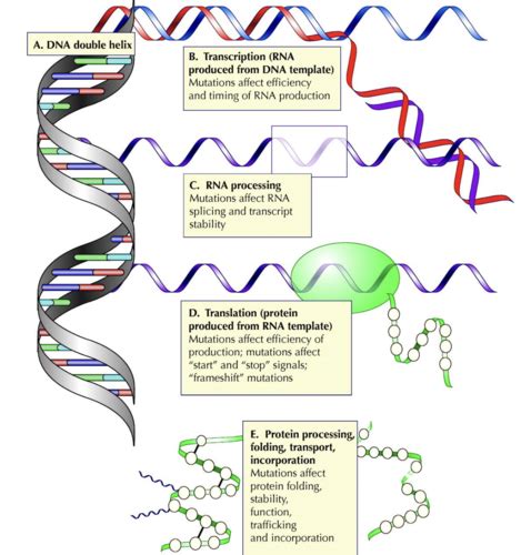 Genetics Mutagenesis And DNA Repair Lecture 30 Flashcards Quizlet