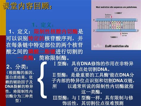 限制性核酸内切酶切割原理方法结果分析及应用 文档之家