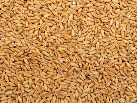 7 Amazing Benefits Of Triticale Organic Facts