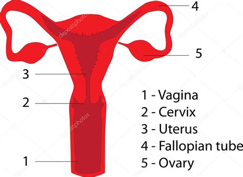The Female Reproductive System Stock Vector