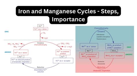 Phosphorus Cycle Definition Steps Examples Significance And Human