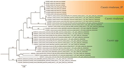 Maximum Likelihood Tree Of Barcoding Regions Partial Codes Of Coi Download Scientific Diagram