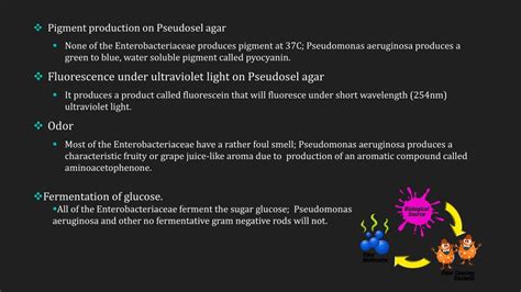Ppt Isolation And Identification Of Enterobacteriaceae And Pseudomonas Powerpoint Presentation