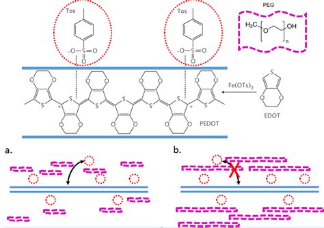 Pedottos Peg Structure The Cases A And B Show The Hypothesized
