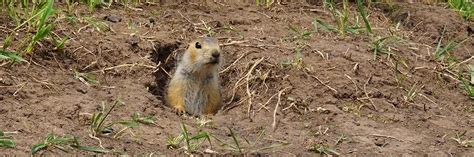 How To Get Rid Of Gophers Diy Gopher Control Products Solutions