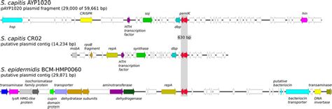 The Location Of The Pemik Scap Operon In S Capitis And S Epidermidis Download Scientific