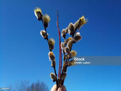 푸른 하늘 배경에 꽃이 피는 버드 나무의 나뭇 가지 부활절 개념 0명에 대한 스톡 사진 및 기타 이미지 0명 3월 4월 Istock