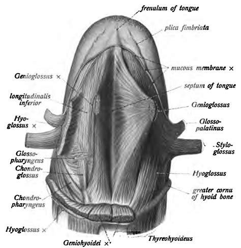Sobotta 1906 Fig354 Musculature Of The Tongue Inferior View