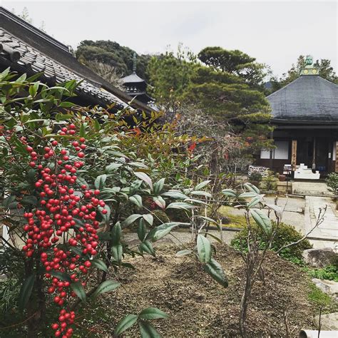 當麻寺中之坊（当麻寺中之坊） センリョウの色艶はそろそろ翳りをみせてきていますが、南天はまだまだツヤツヤしています
