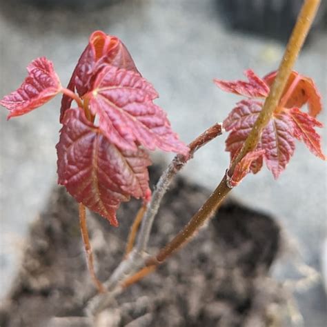 Red Maple Tree Etsy