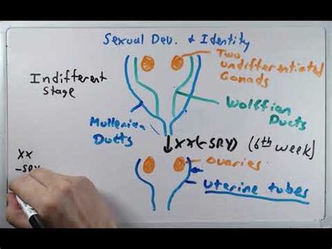 Genetics Of Sex A YouTube