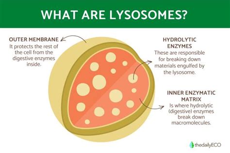 What Are Lysosomes Definition Structure And Key Functions Explained