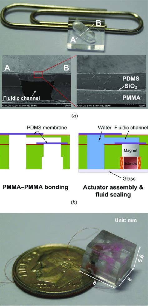 A Photograph Of Pmma Structure Bonded With Pdms Membrane And Download Scientific Diagram