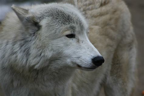 Виды волков описание фото названия Редкие виды волков