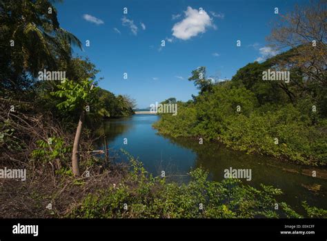 River With Trees Stock Photo Alamy