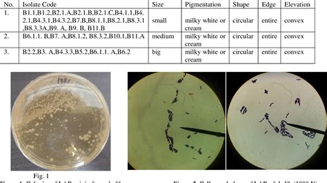 Figure 1 From Isolation And Identification Of Lactic Acid Bacteria From