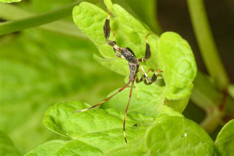 Bugs — Randy C Anderson Photography Bixby Oklahoma