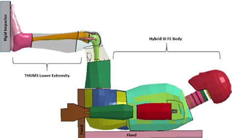 Simulation Setup For Thums Lower Extremity Loading In Ubb Download Scientific Diagram