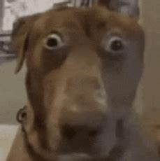Scared Face Meme S Tenor