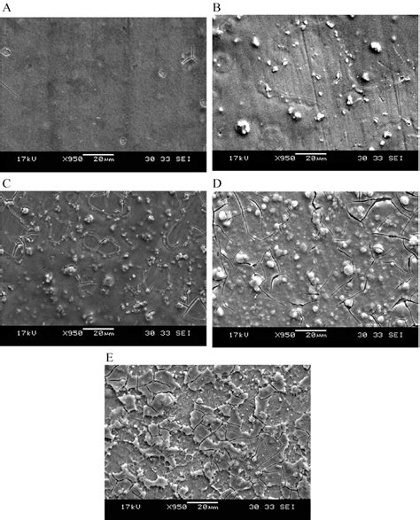 figure 5 from sol gel prepared β tcp fha biphasic coatings semantic