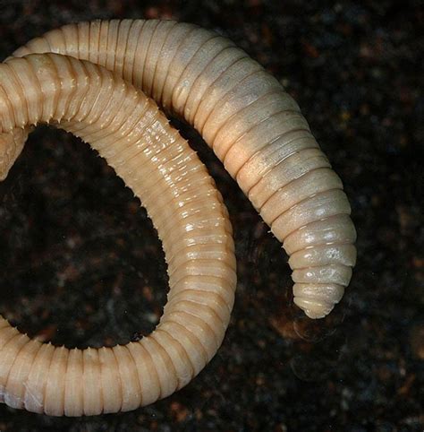 Giant Earthworms