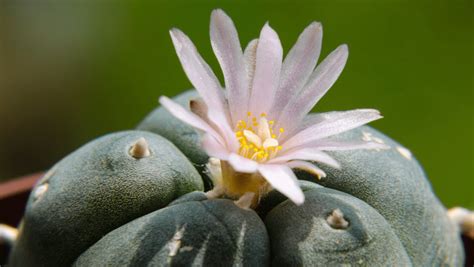 Peyote Ceremony What It Is And How Does It Work