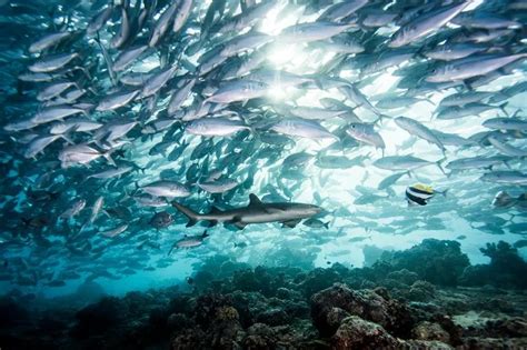 4 Best Diving In Semporna In 2026 Seek Sophie