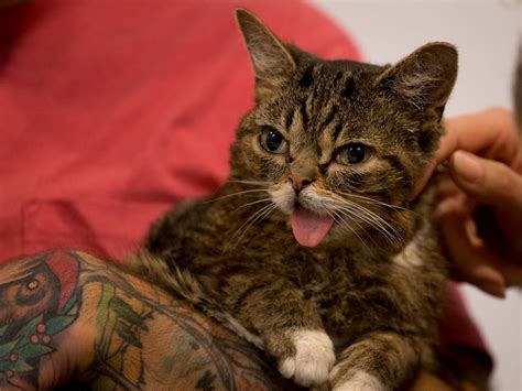 Lil Bub Owner Tattoo