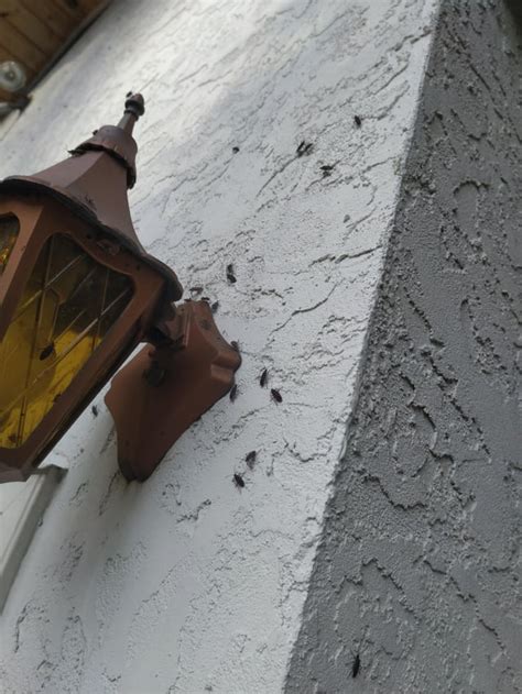 How To Get Rid Of Whatever These Are R Bugidentification