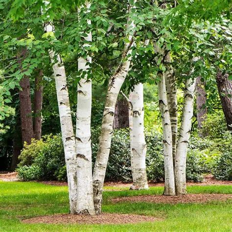 20 Best Birch Trees To Grow For Year Round Beauty Plantisima