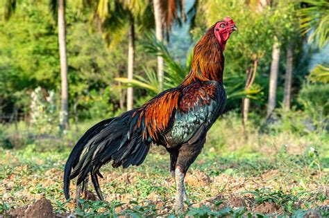 19 Best Rooster Breeds For Your Flock With Pictures