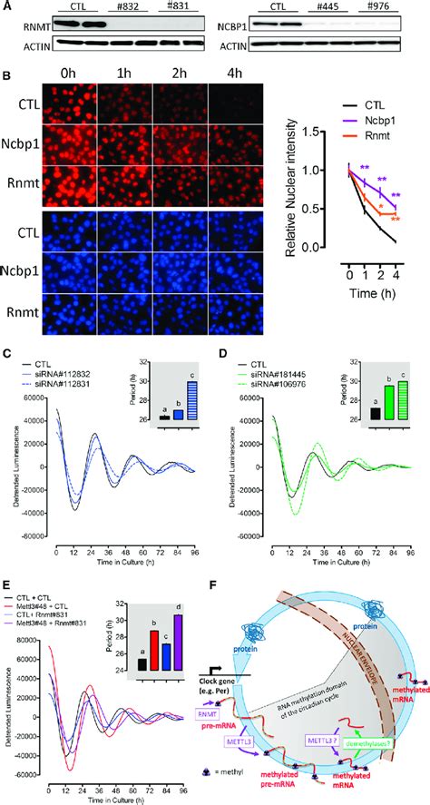 M 7 G Cap Methylation And The Cap Binding Complex Are Also Required For