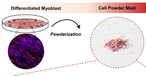 연세대 홍진기 교수팀 세포 파우더 고기 기반 고단백 식품 개발