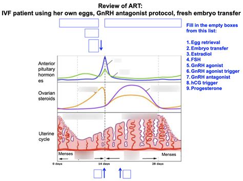 Ivf Patient Using Her Own Eggs Gnrh Antagonist Protocol Fresh Embryo Transfer Diagram Quizlet