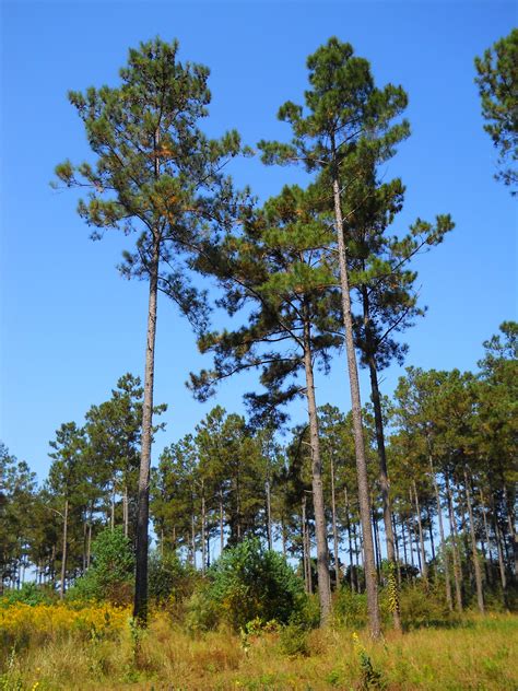 Mississippi Library Commission Blog I Think That I Shall Never See A Poem Lovely As A