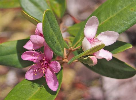 Rhodomyrtus Tomentosa Myrtaceae